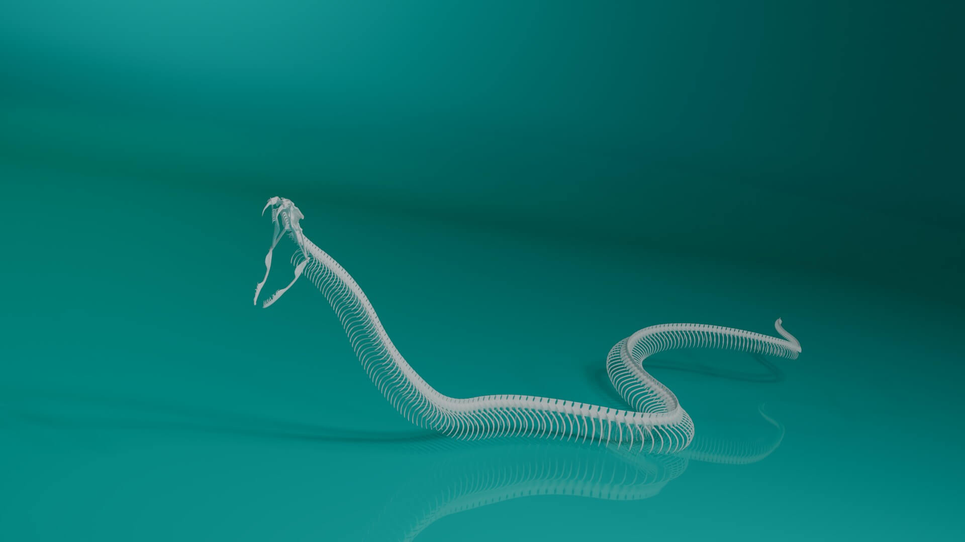 3D Model Snake Skeleton by vefilanna