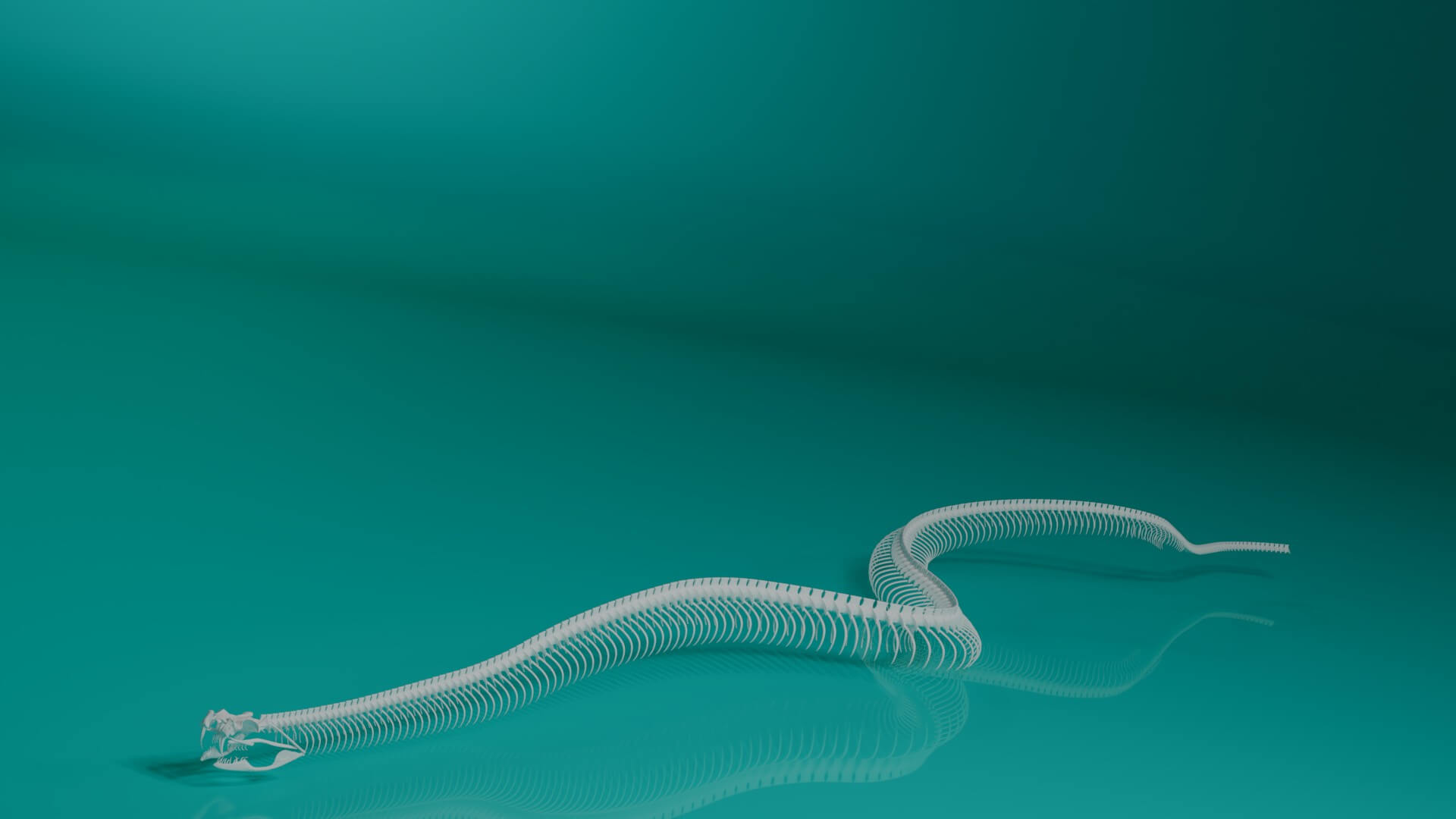 Snake Skeleton - 3D Model by vefilanna