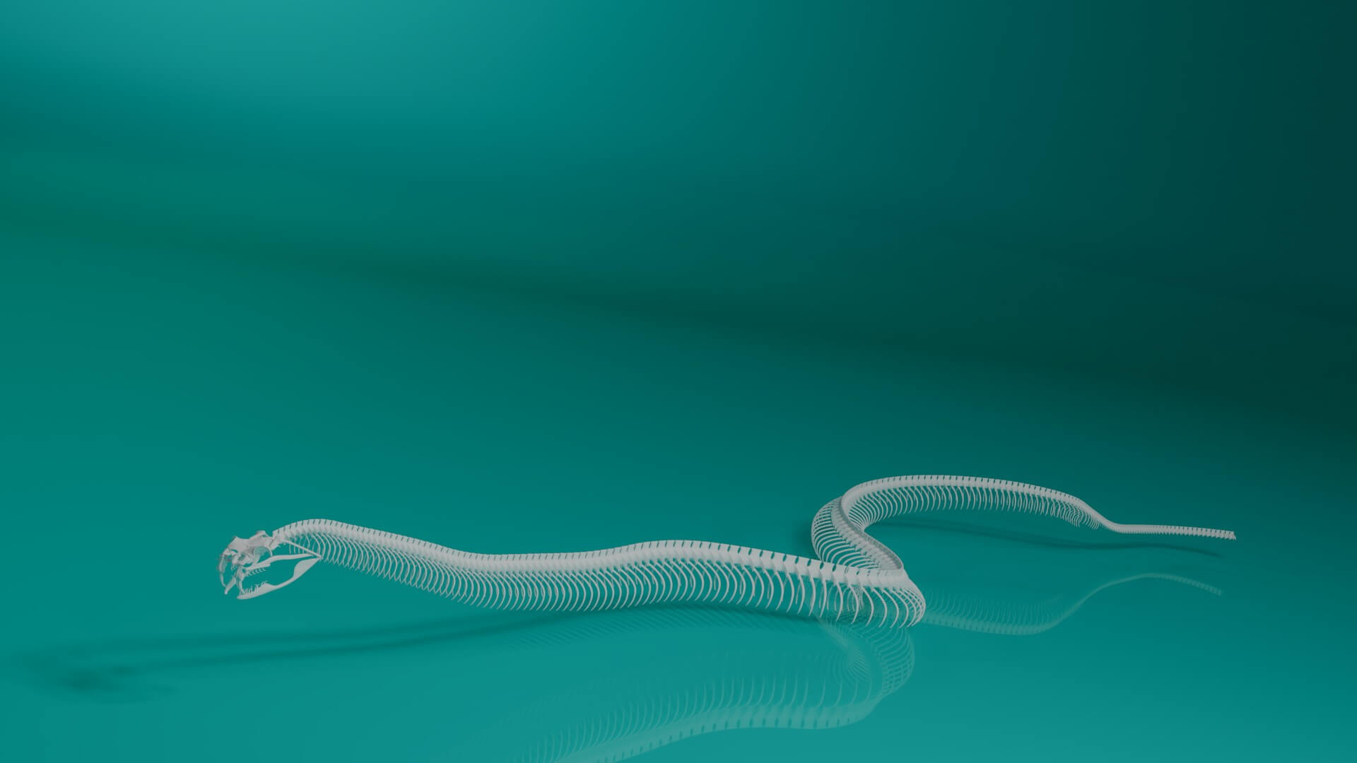 3D Model Snake Skeleton by vefilanna