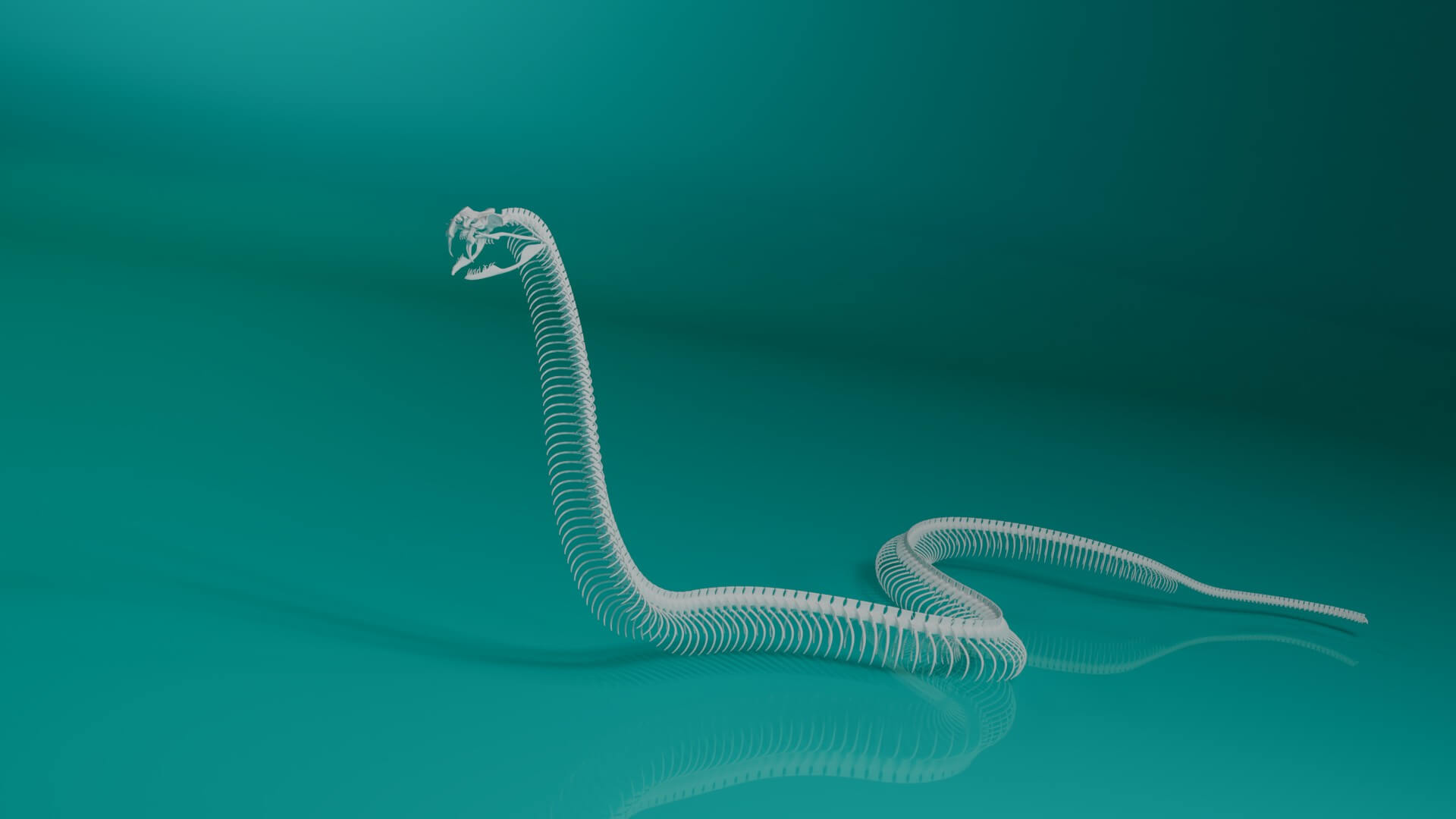 3D Model Snake Skeleton by vefilanna