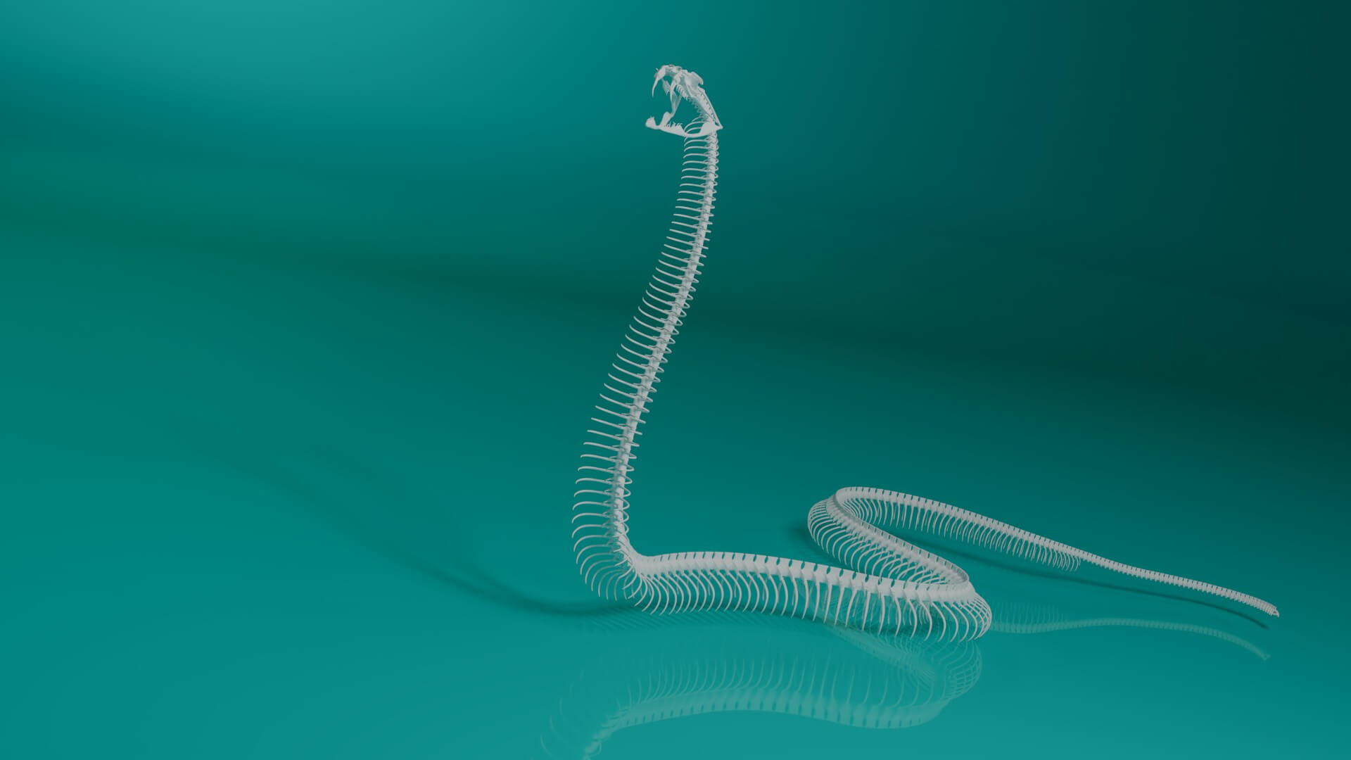 Snake Skeleton - 3D Model by vefilanna