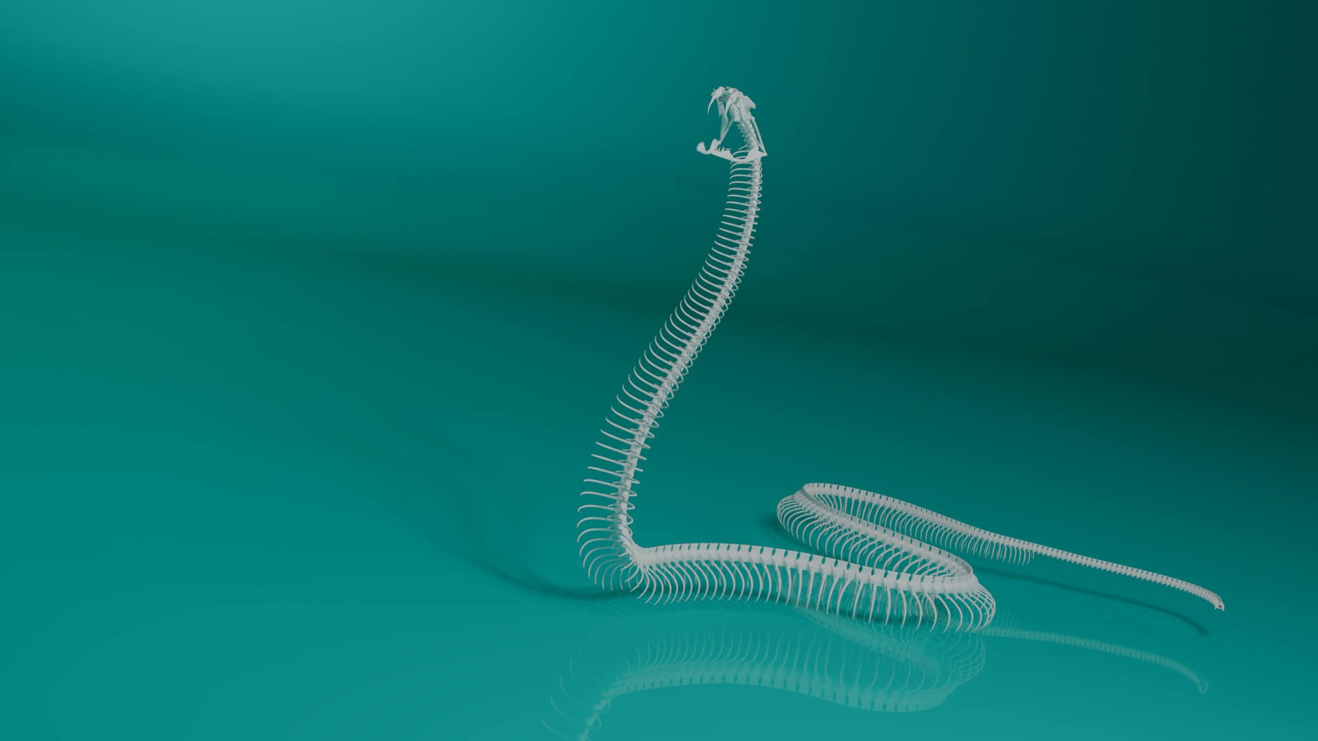 Snake Skeleton - 3D Model by vefilanna