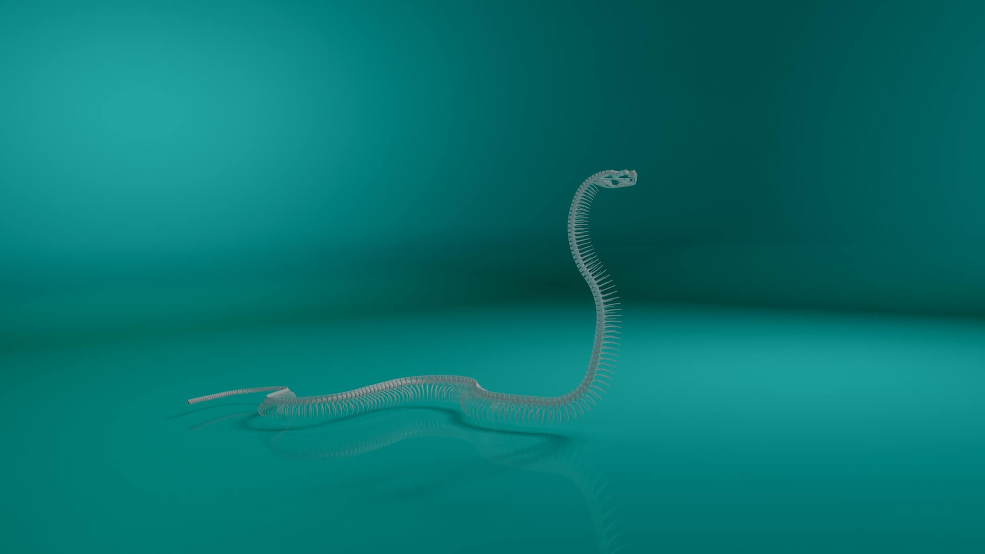 Snake Skeleton - 3D Model by vefilanna