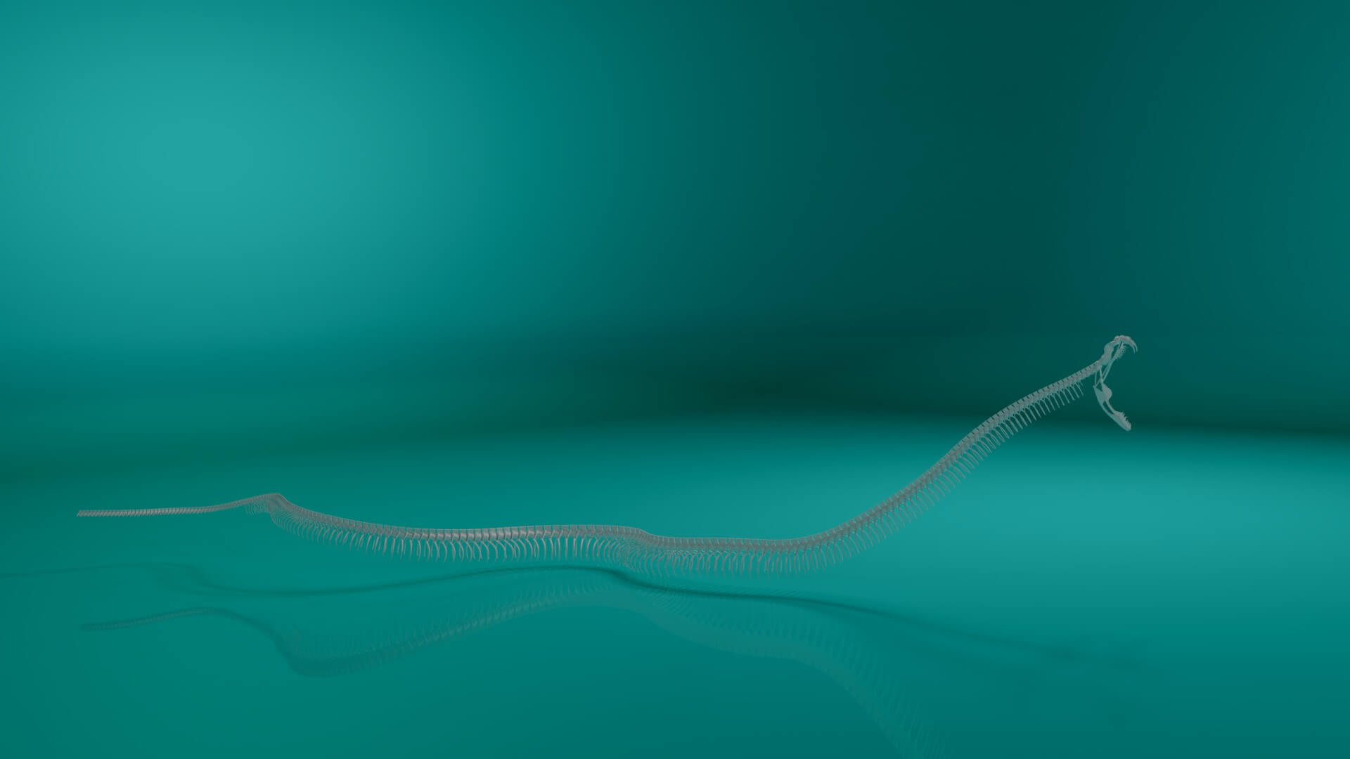 3D Model Snake Skeleton by vefilanna