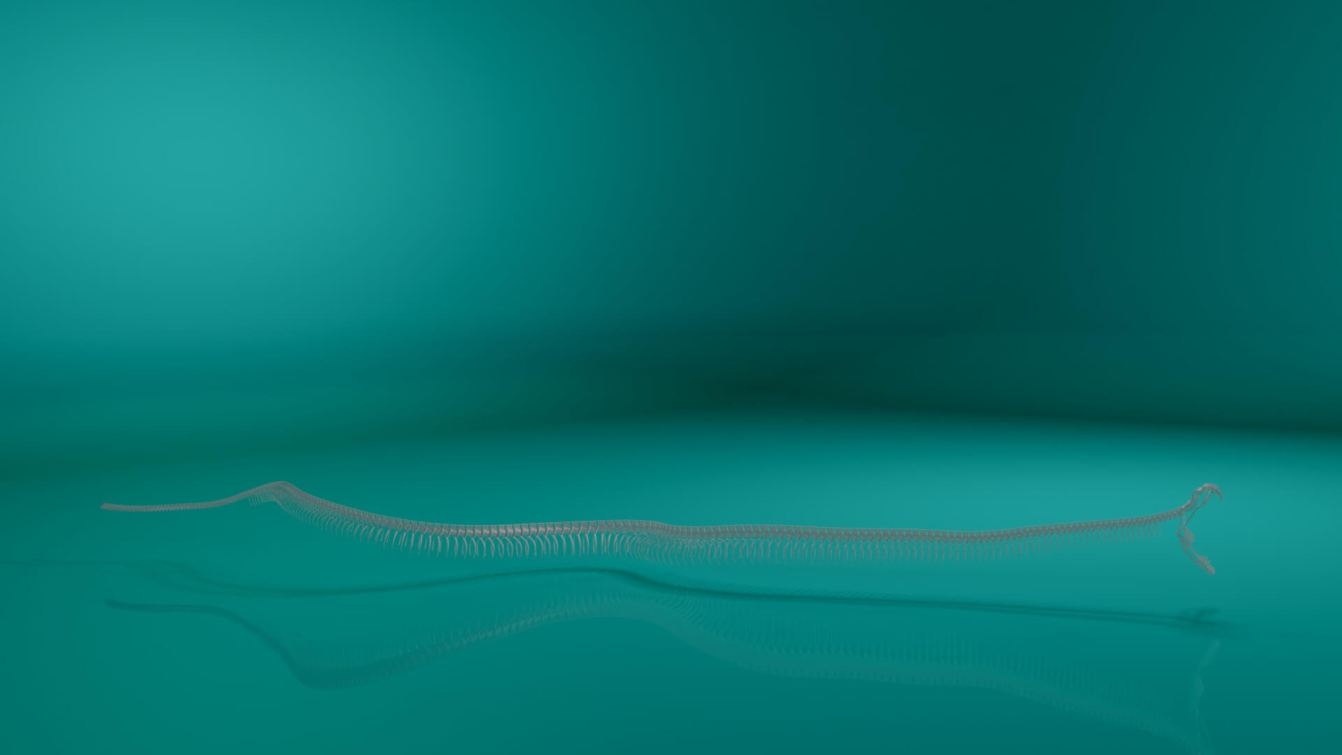 Snake Skeleton - 3D Model by vefilanna