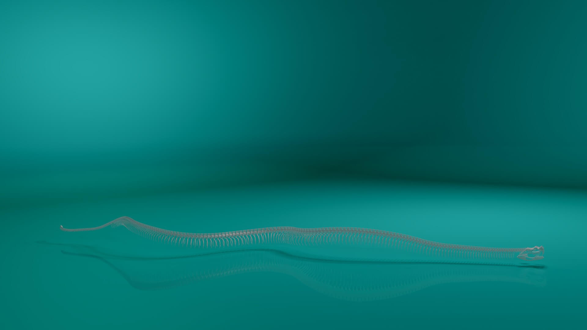3D Model Snake Skeleton by vefilanna