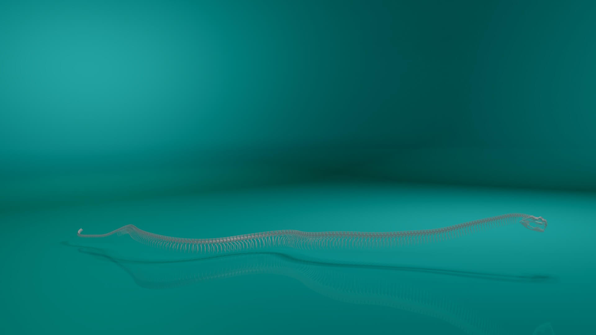 Snake Skeleton - 3D Model by vefilanna