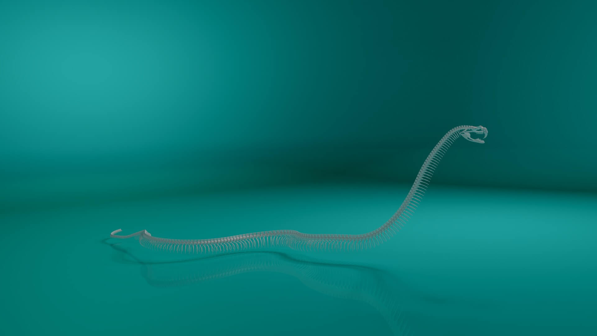 3D Model Snake Skeleton by vefilanna