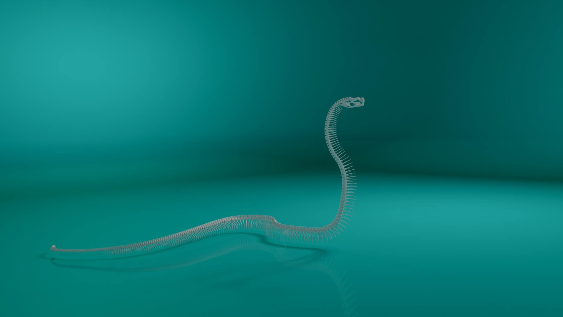 3D Model Snake Skeleton by vefilanna