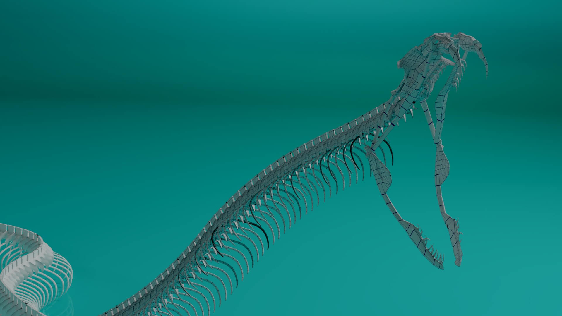 Snake Skeleton - 3D Model by vefilanna