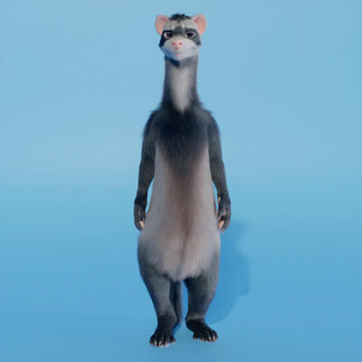 Ferret - Free 3D Model by Verbeger
