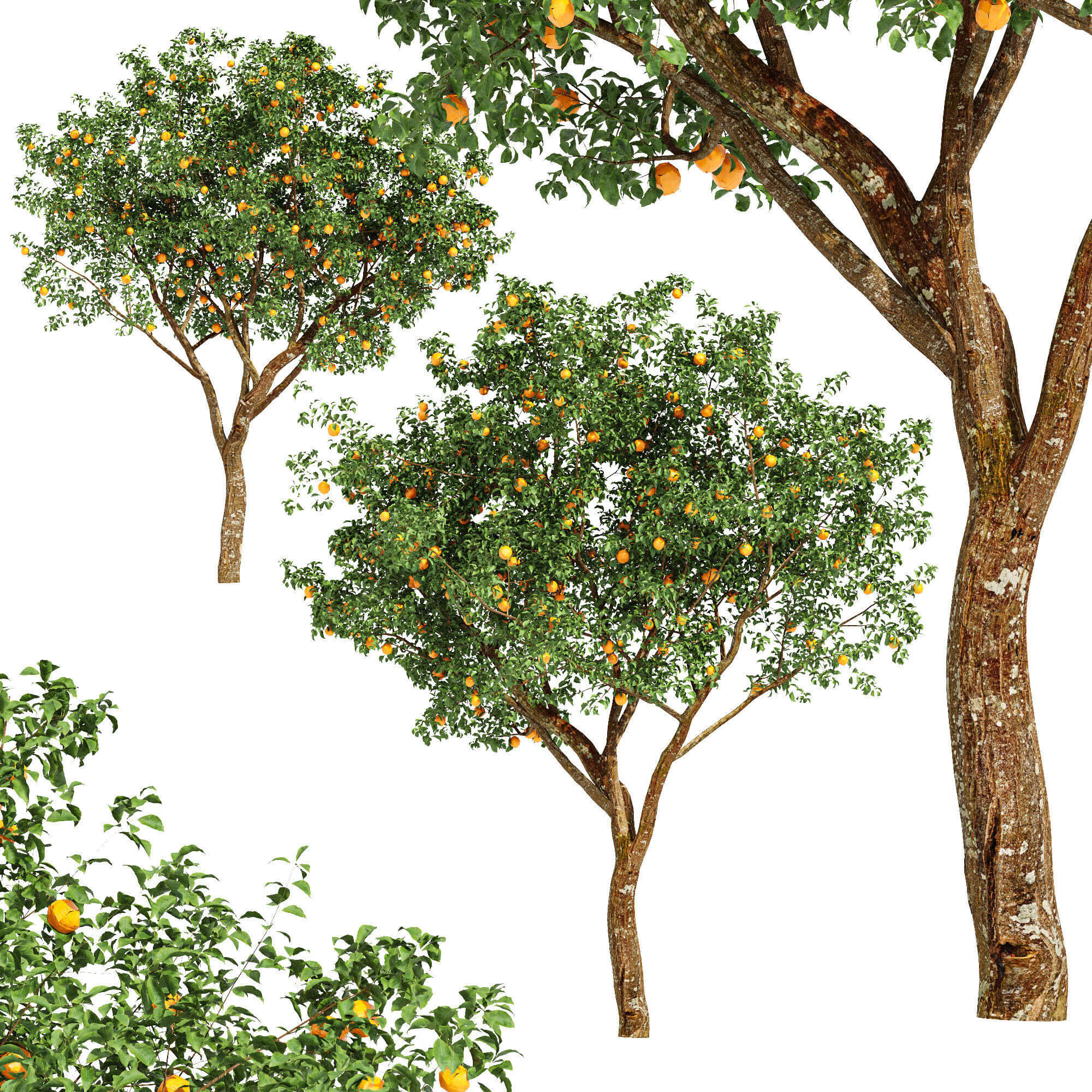 Fruit Trees Orange - 3D Model by Verso Faraon