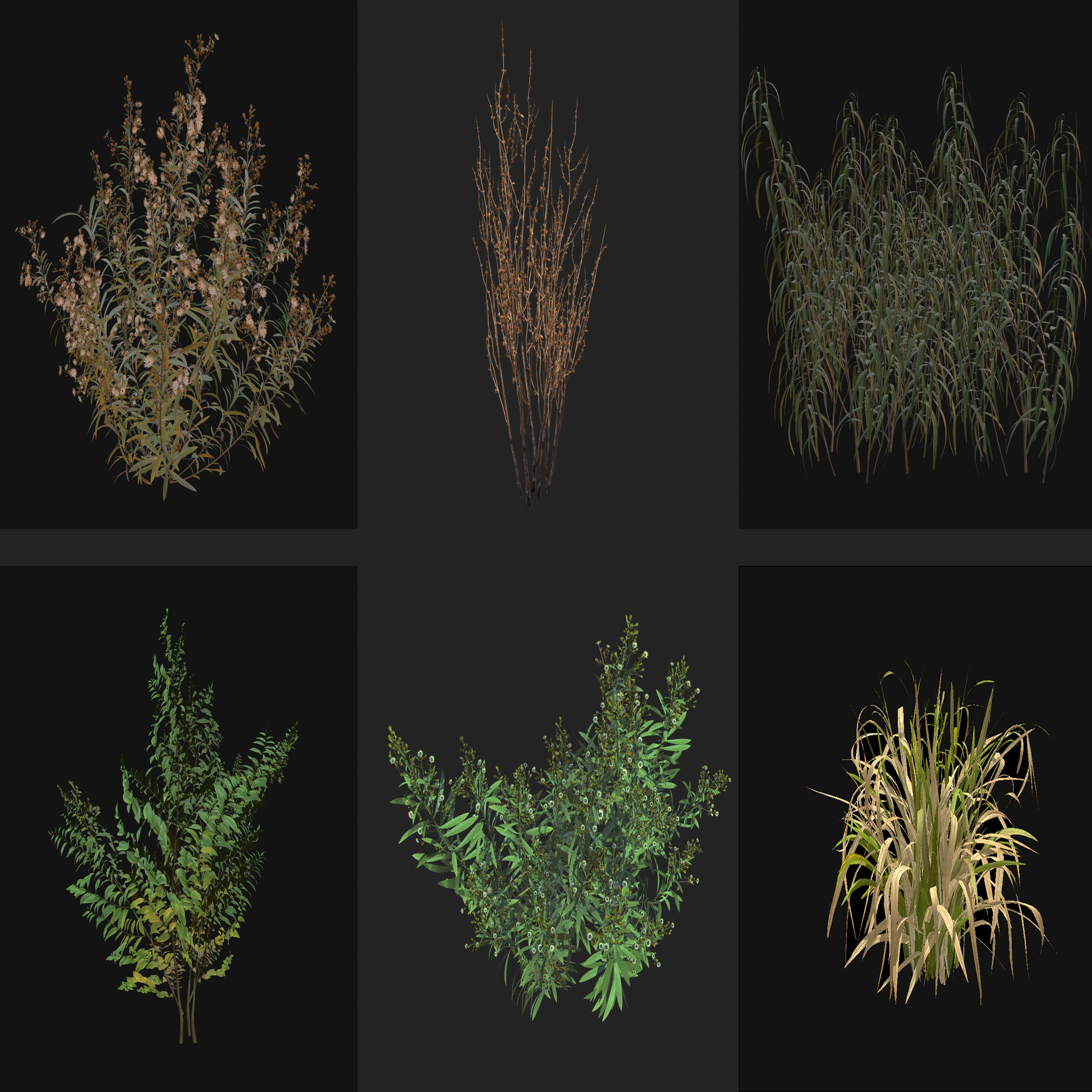 Grass Plant Collection by Vincent31188