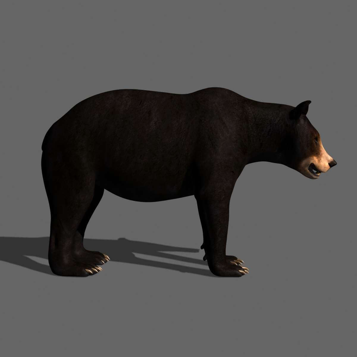 Black Bear - 3D Model by Virtual creator