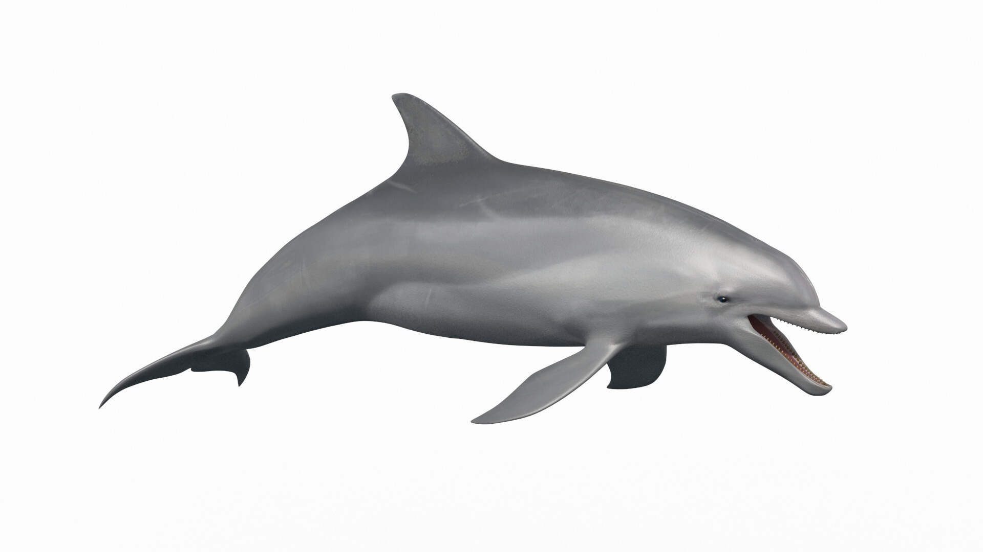 3D Animated Dolphin by Virtual creator