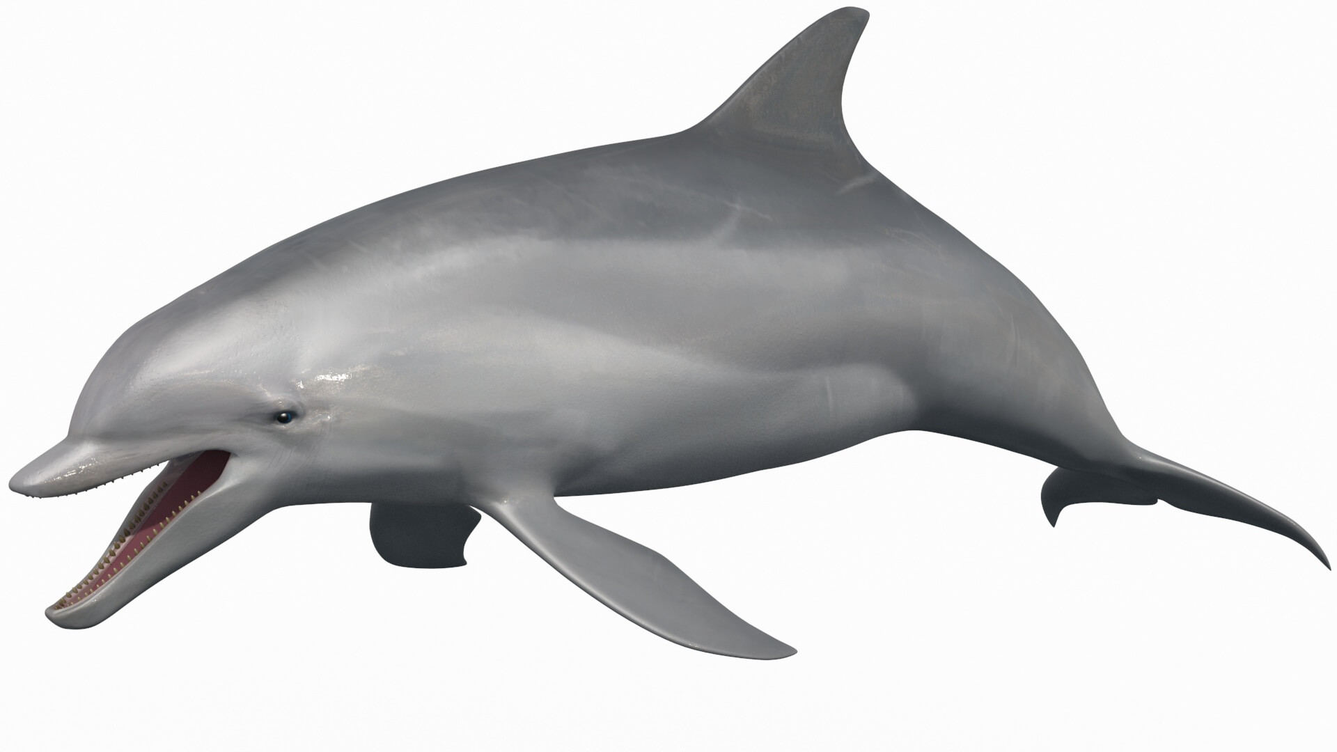 3D Animated Dolphin by Virtual creator