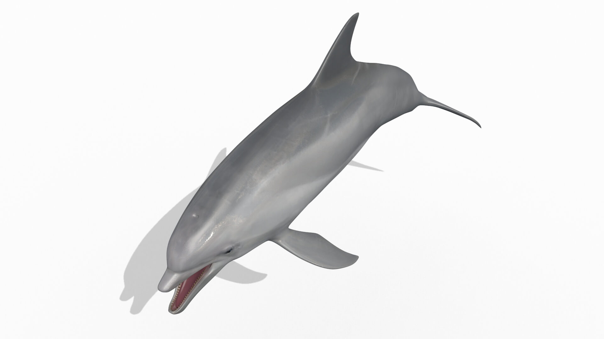 3D Animated Dolphin by Virtual creator