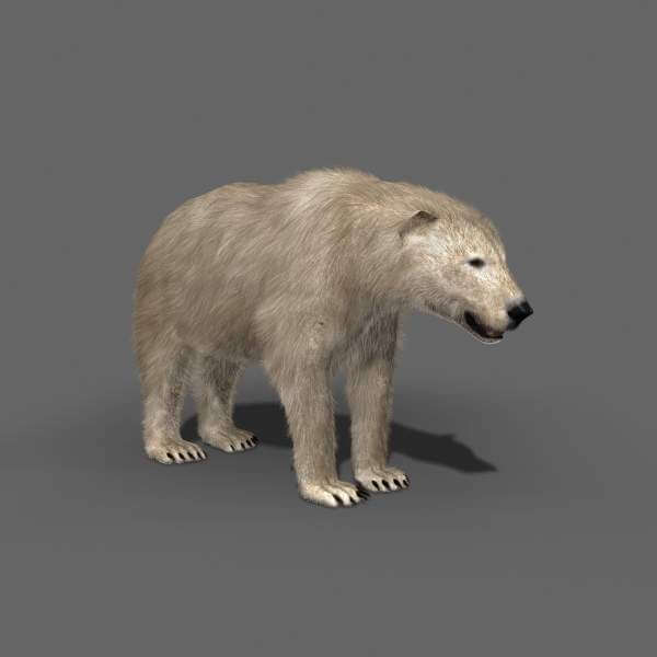 Polar Bear - 3D Model by Virtual creator