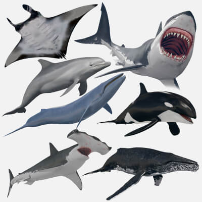 8K Marine Pack - Fully Animated by Virtual creator
