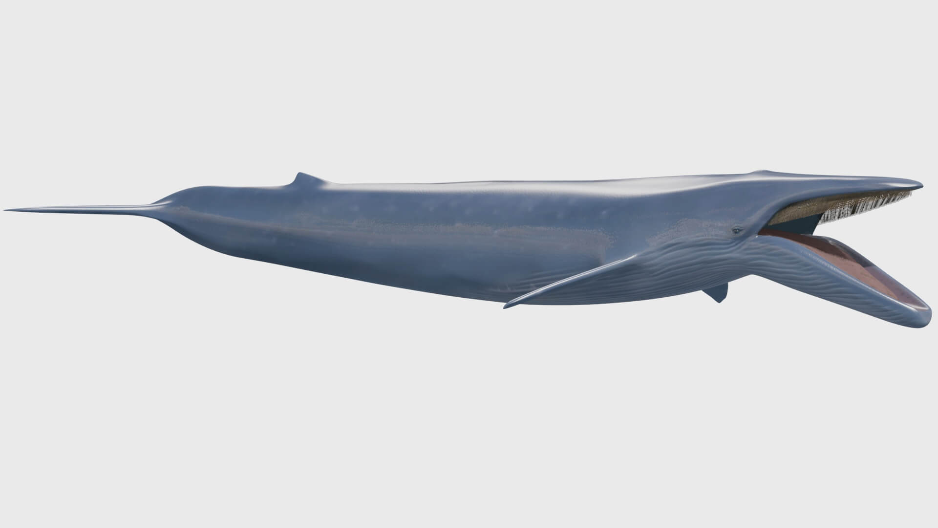 Accurate Blue Whale - 3D Animated by Virtual creator