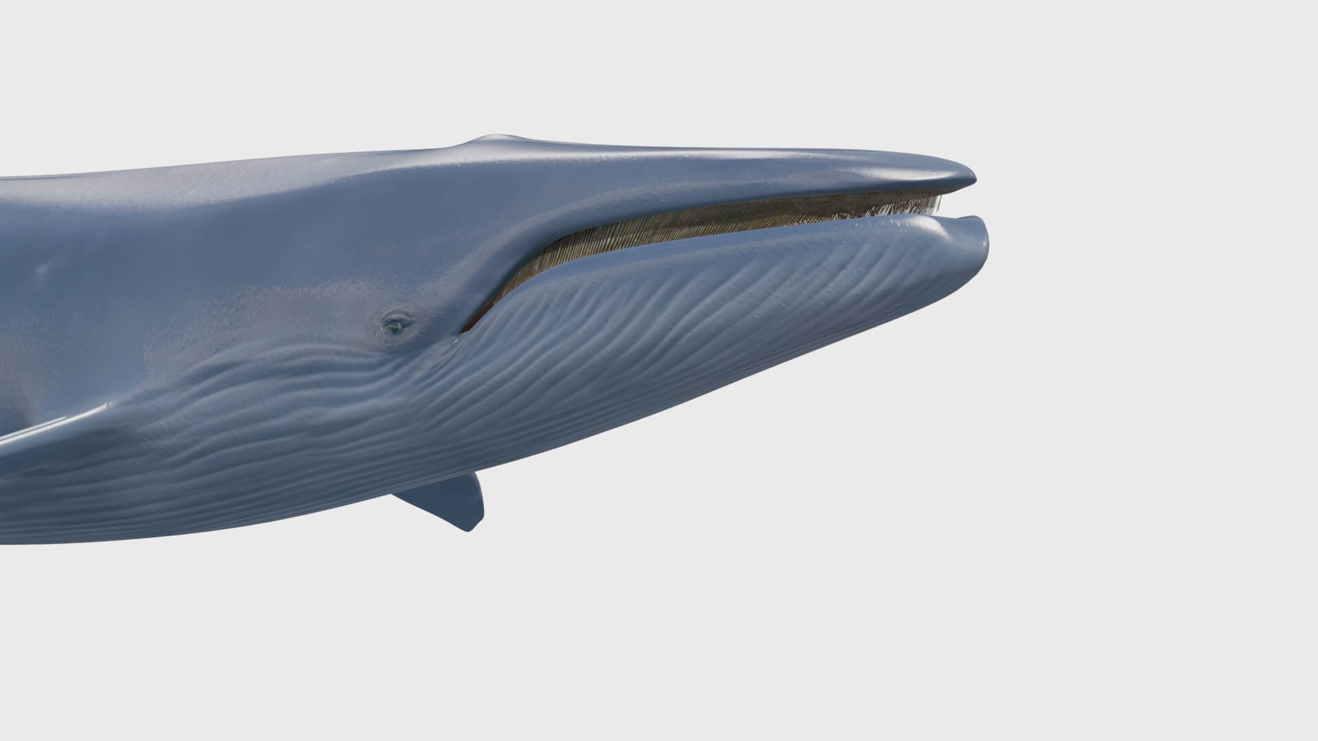 Accurate Blue Whale - 3D Animated by Virtual creator