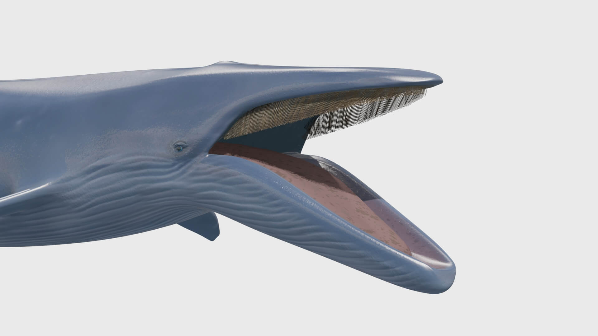 Accurate Blue Whale - 3D Animated by Virtual creator