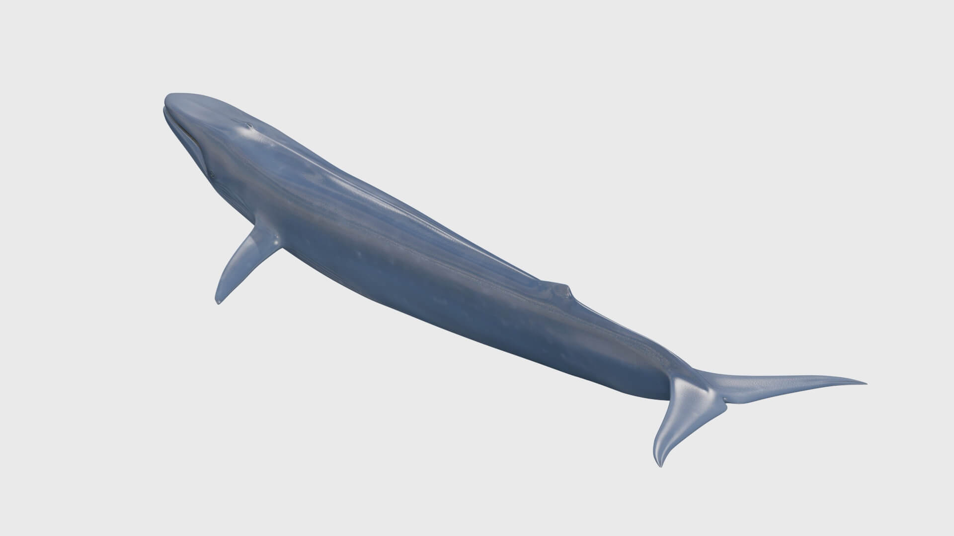 Accurate Blue Whale - 3D Animated by Virtual creator