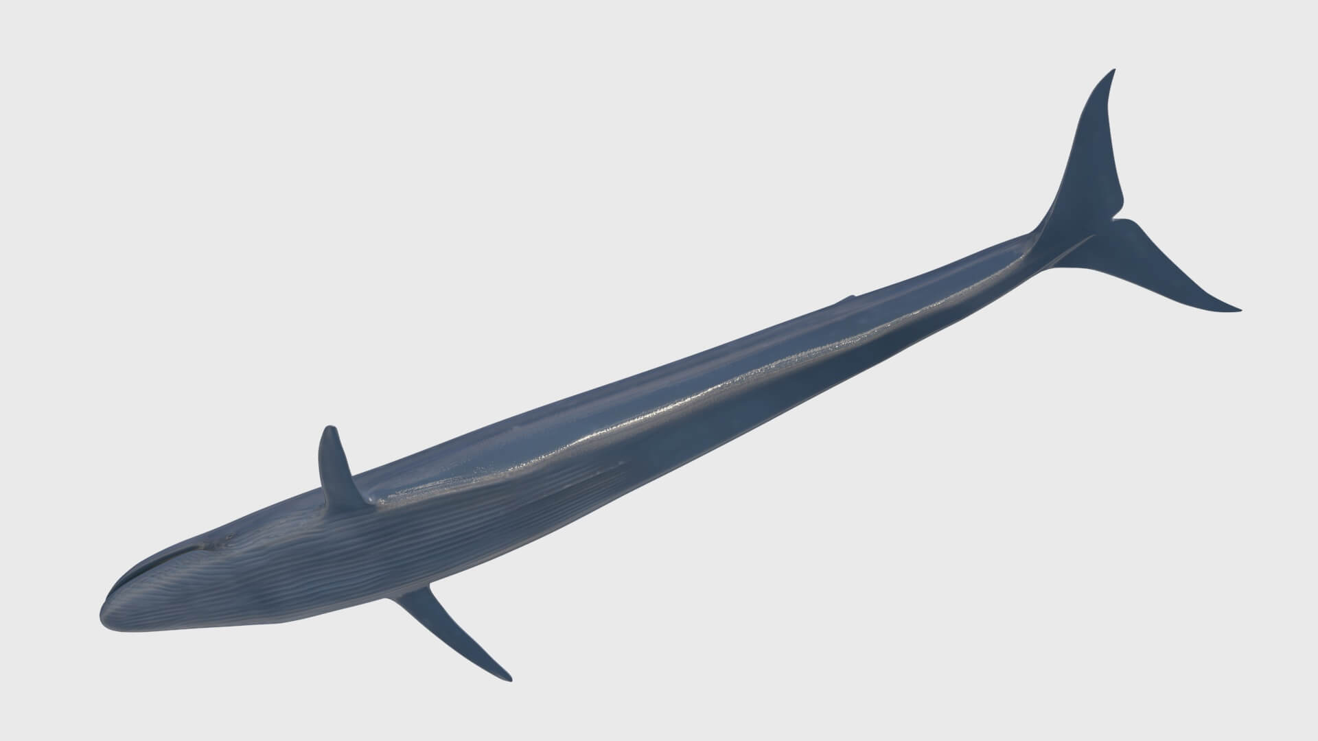 Accurate Blue Whale - 3D Animated by Virtual creator
