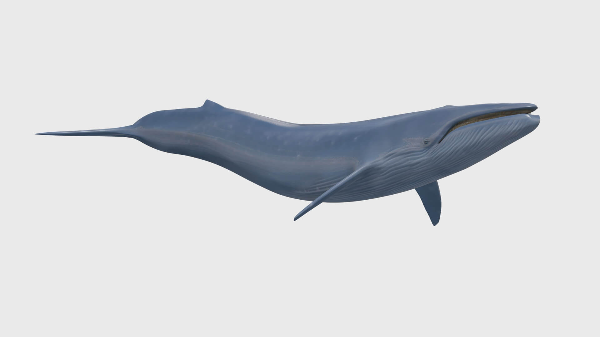 Accurate Blue Whale - 3D Animated by Virtual creator