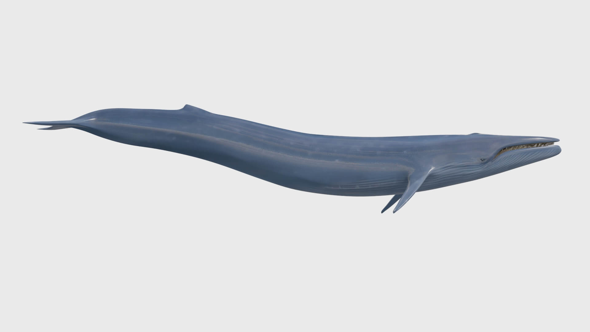 Accurate Blue Whale - 3D Animated by Virtual creator