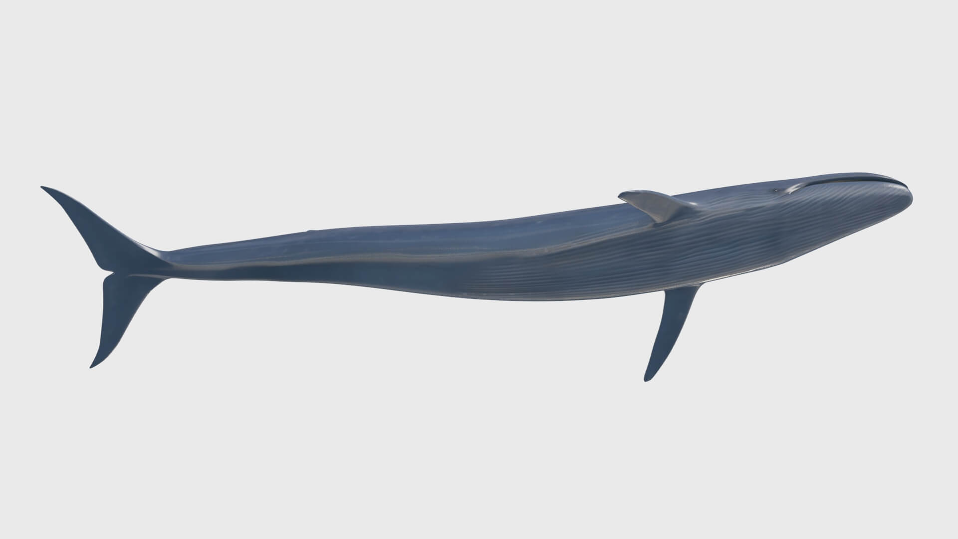 Accurate Blue Whale - 3D Animated by Virtual creator