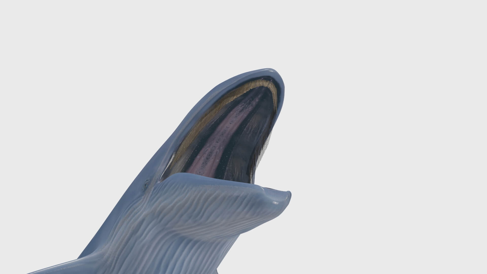 Accurate Blue Whale - 3D Animated by Virtual creator
