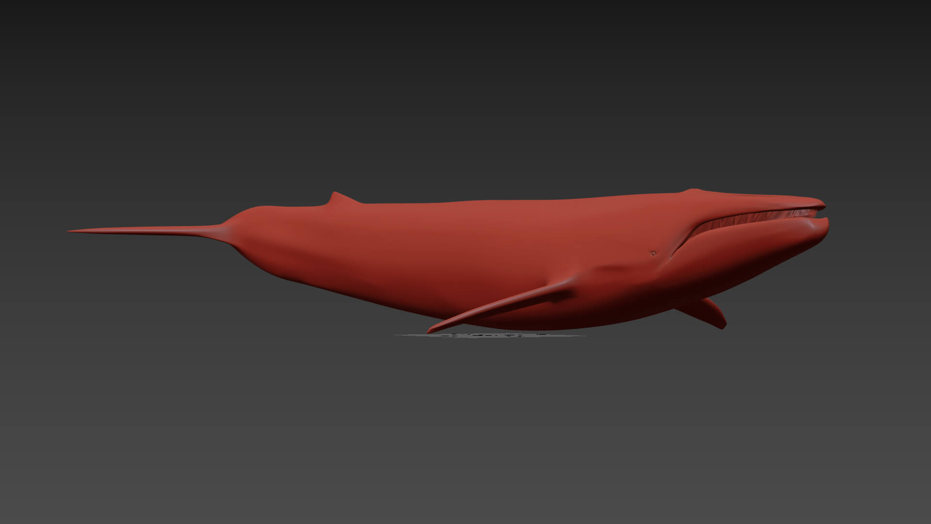 Accurate Blue Whale - 3D Animated by Virtual creator