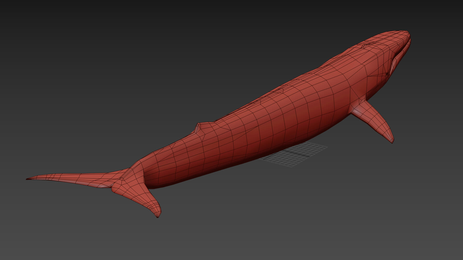 Accurate Blue Whale - 3D Animated by Virtual creator