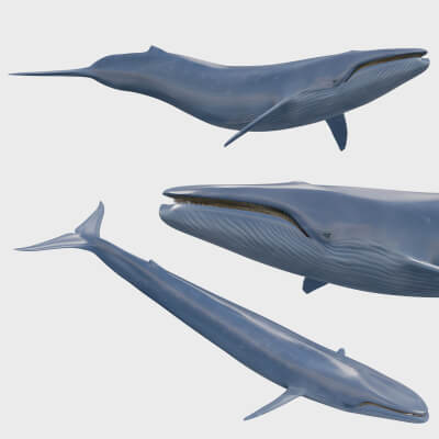 Accurate Blue Whale - 3D Animated by Virtual creator