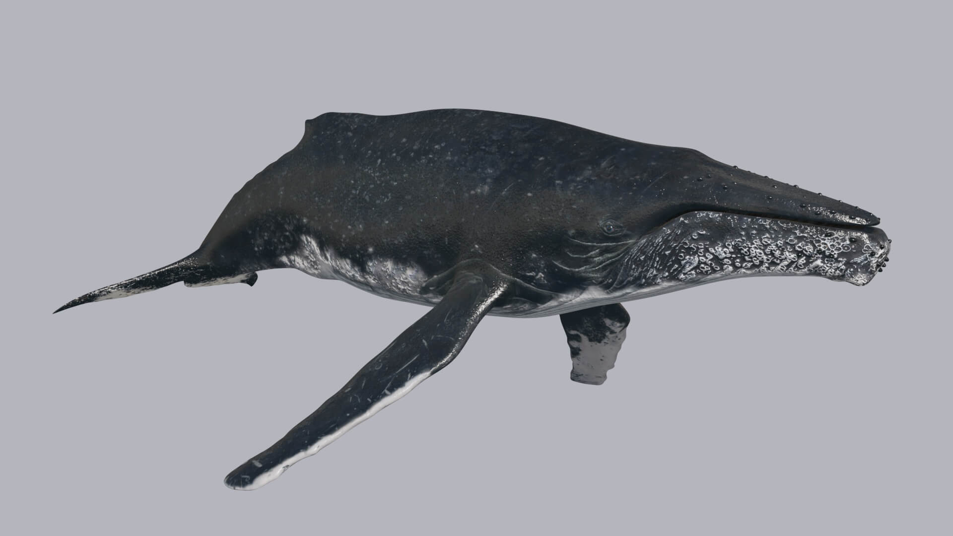 Accurate Humpback Whale 8K - 3D Animated by Virtual creator
