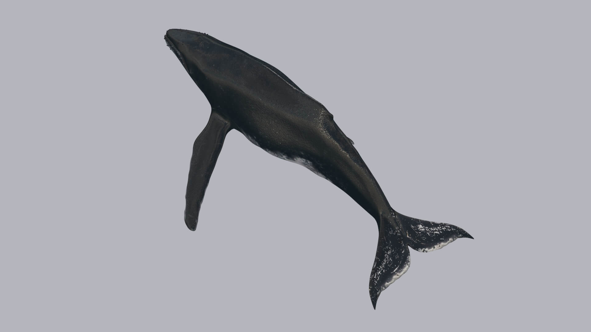 Accurate Humpback Whale 8K - 3D Animated by Virtual creator