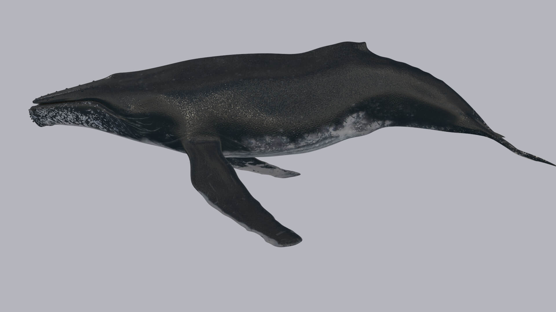 Accurate Humpback Whale 8K - 3D Animated by Virtual creator