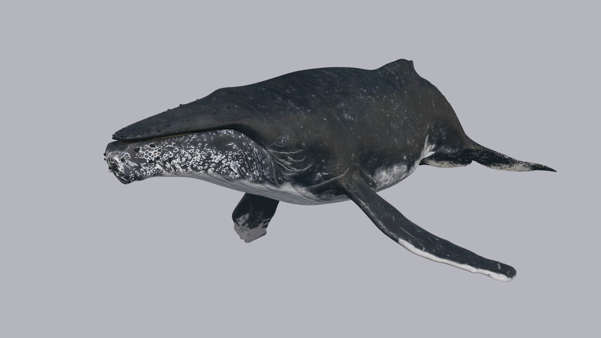Accurate Humpback Whale 8K - 3D Animated by Virtual creator