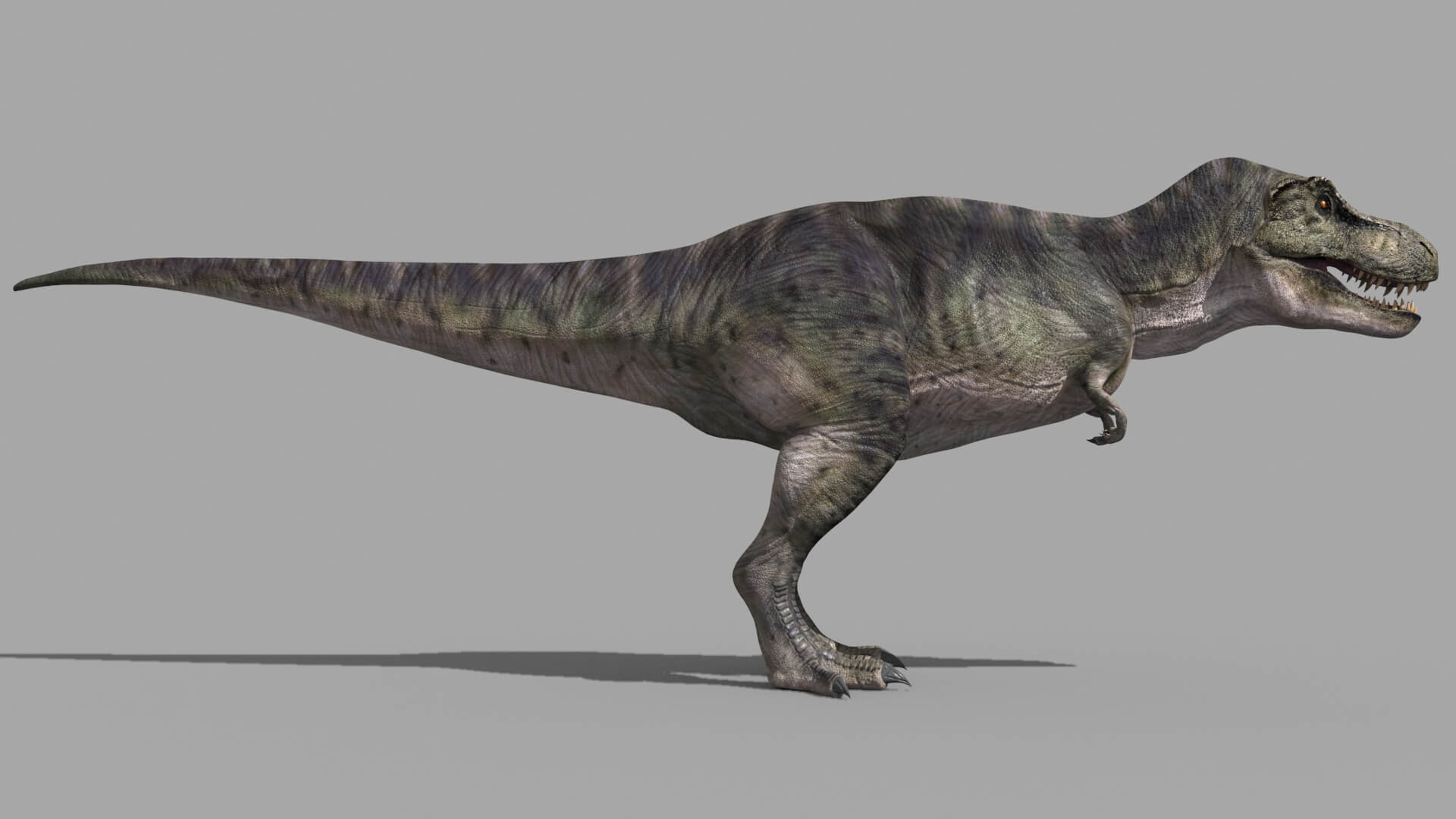 Accurate T Rex 8K - Fully Animated 3D Model by Virtual creator