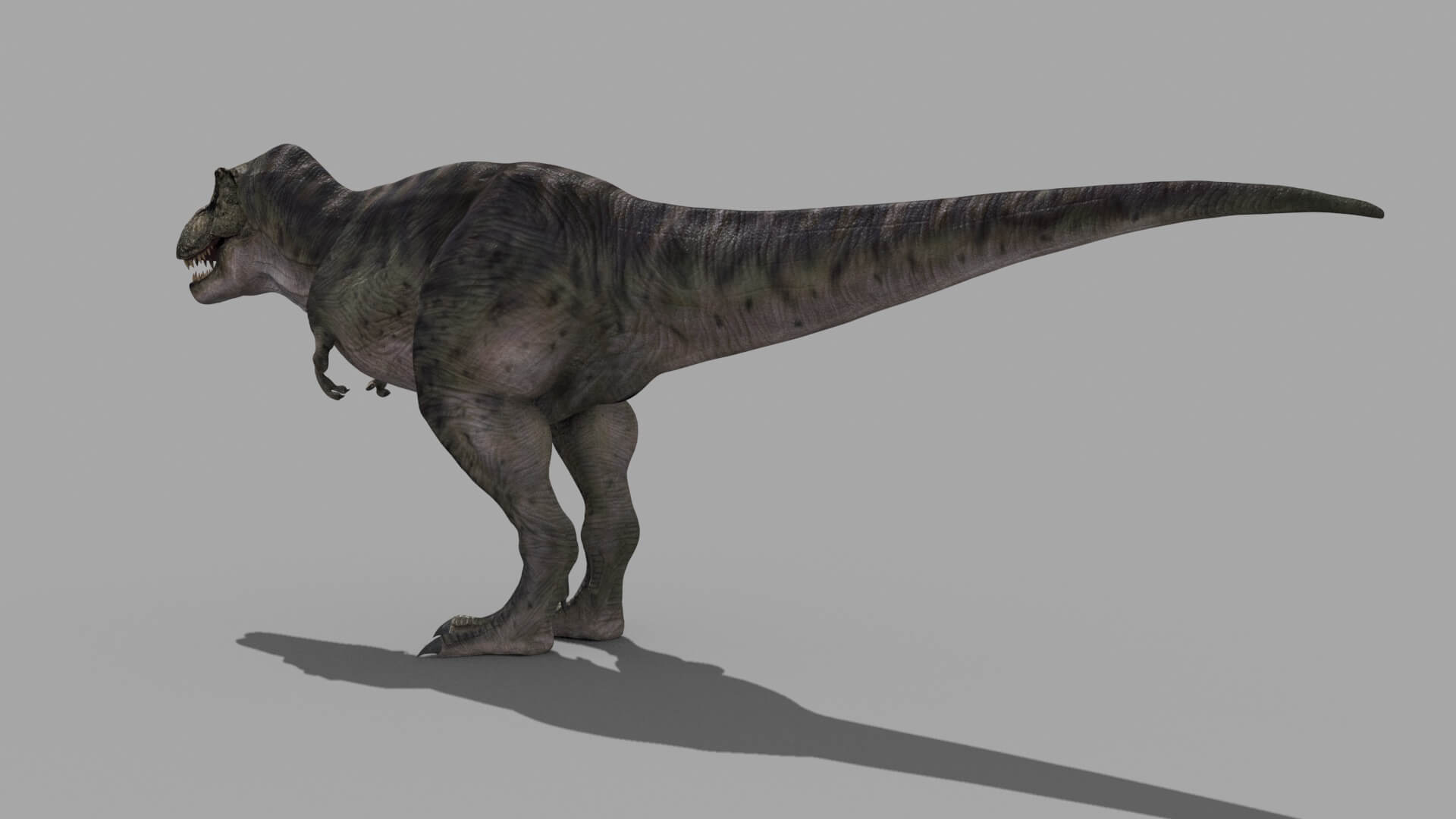 Accurate T Rex 8K - Fully Animated 3D Model by Virtual creator