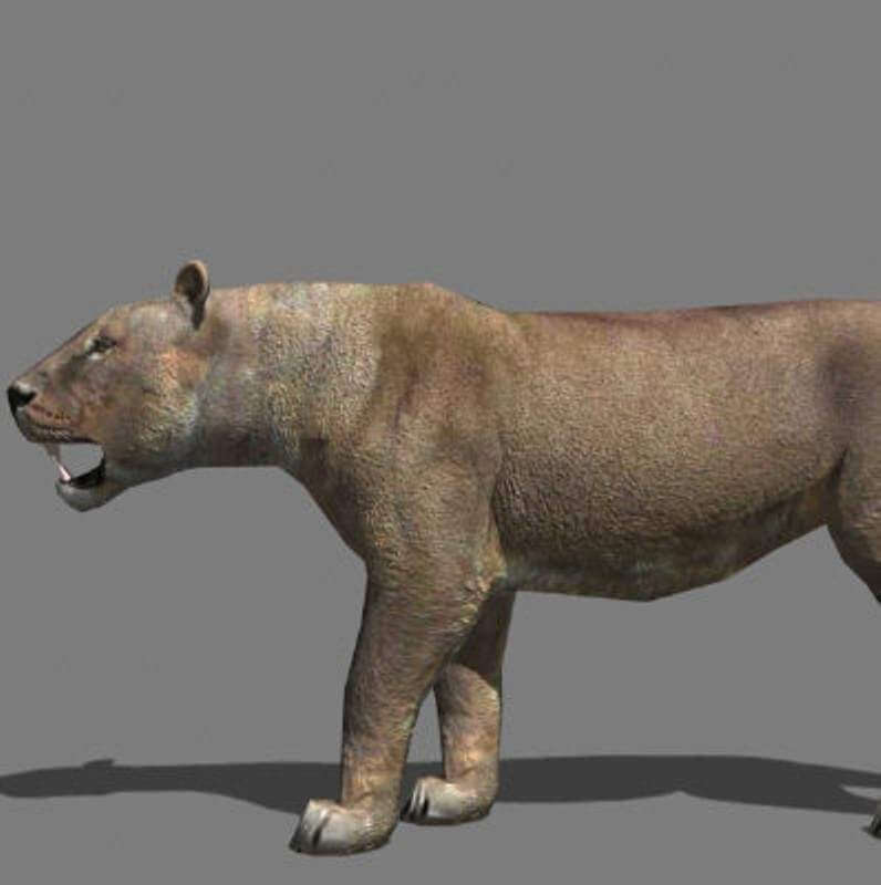Lioness - 3D Model by Virtual creator