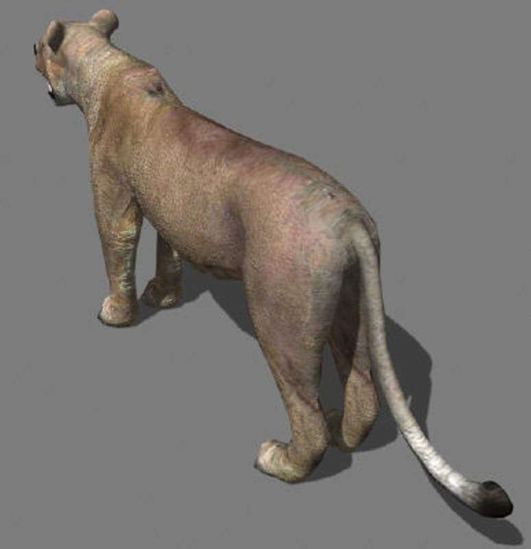 Lioness - 3D Model by Virtual creator