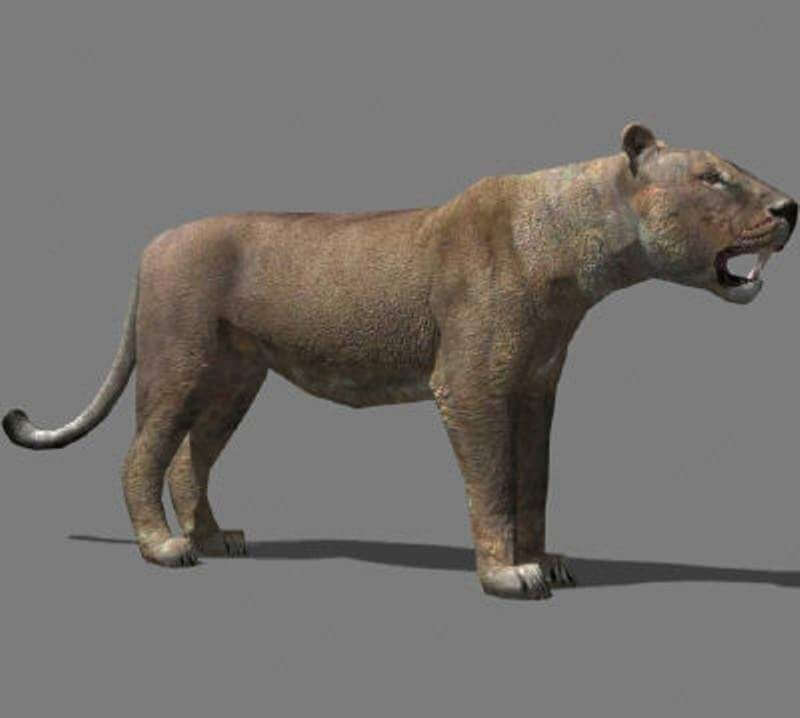 Lioness - 3D Model by Virtual creator