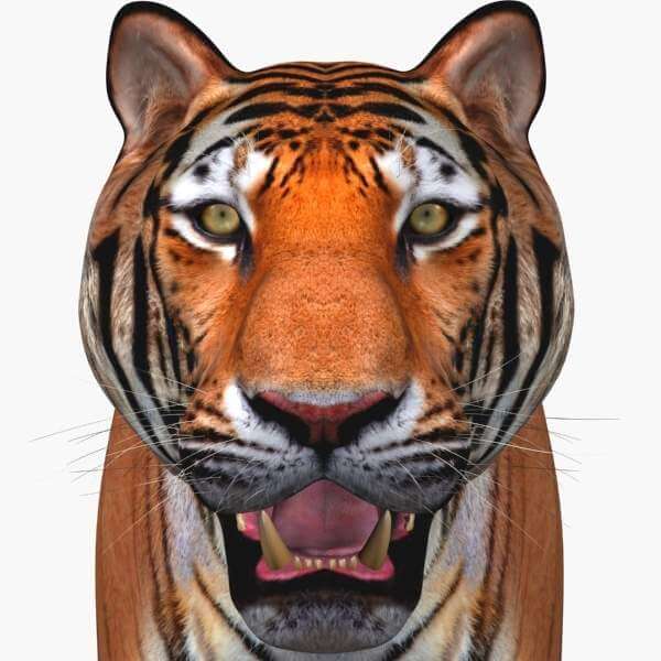 Tiger - 3D Model by Virtual creator
