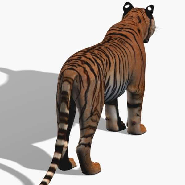 Tiger - 3D Model by Virtual creator