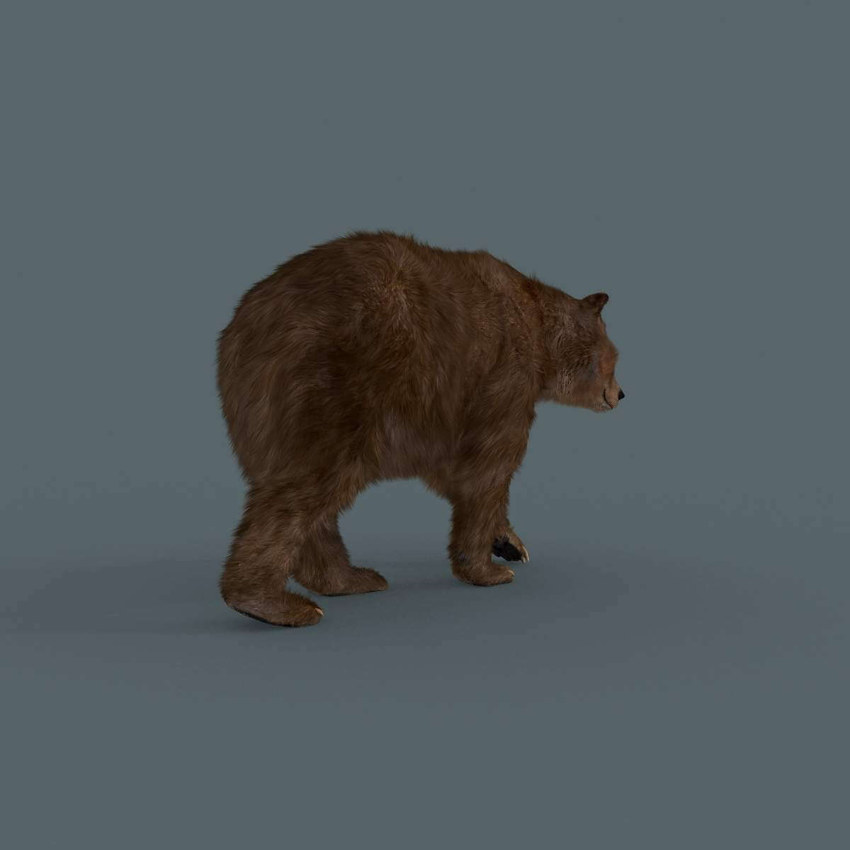 Best Bear (Brown Bear) - 3D Model by Virtual creator