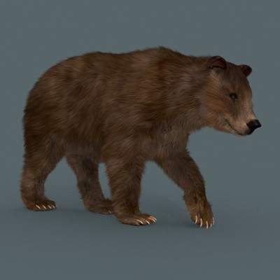Best Bear (Brown Bear) - 3D Model by Virtual creator