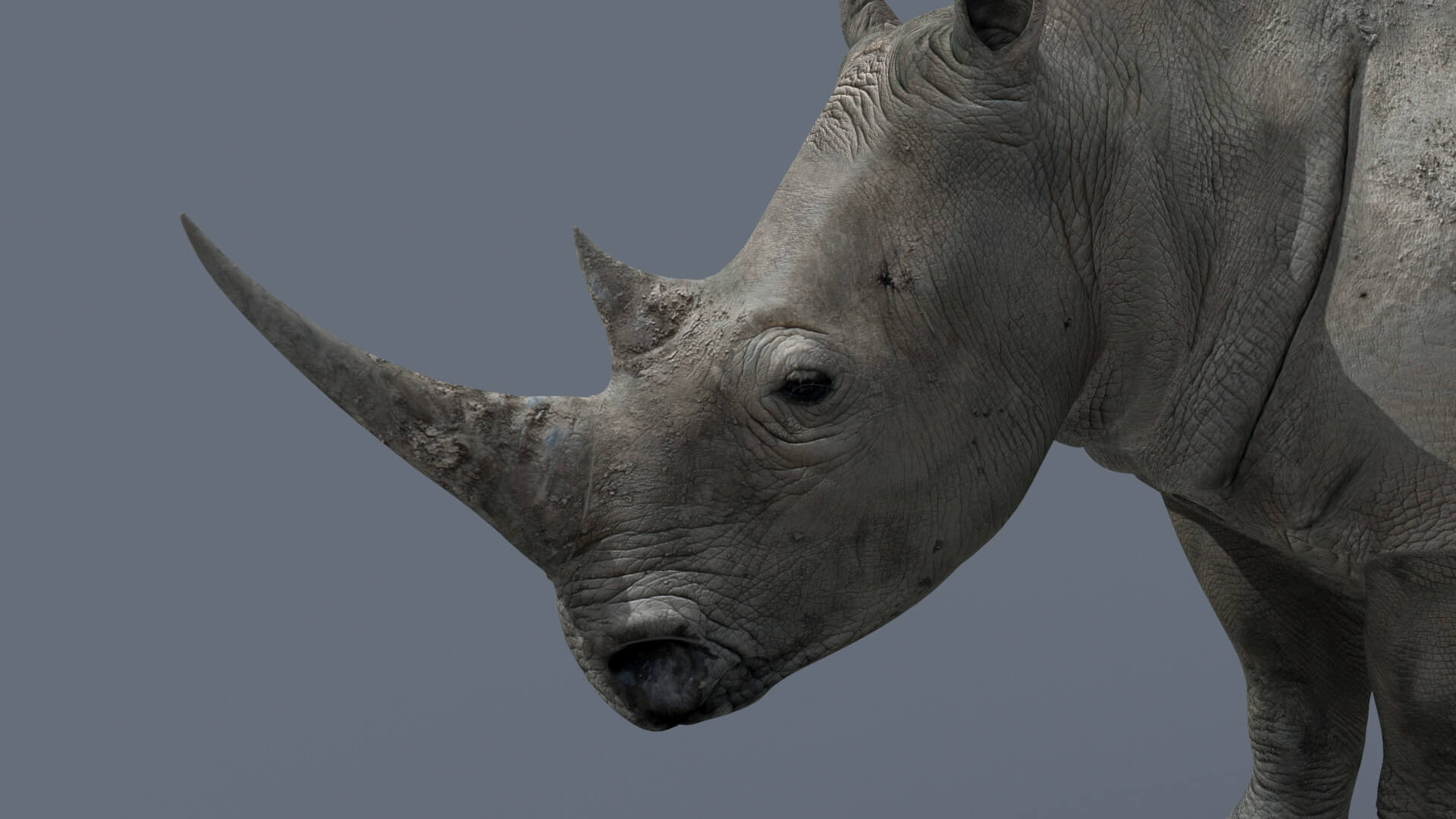 Colossal Animal Pack - 3D Model by Virtual creator