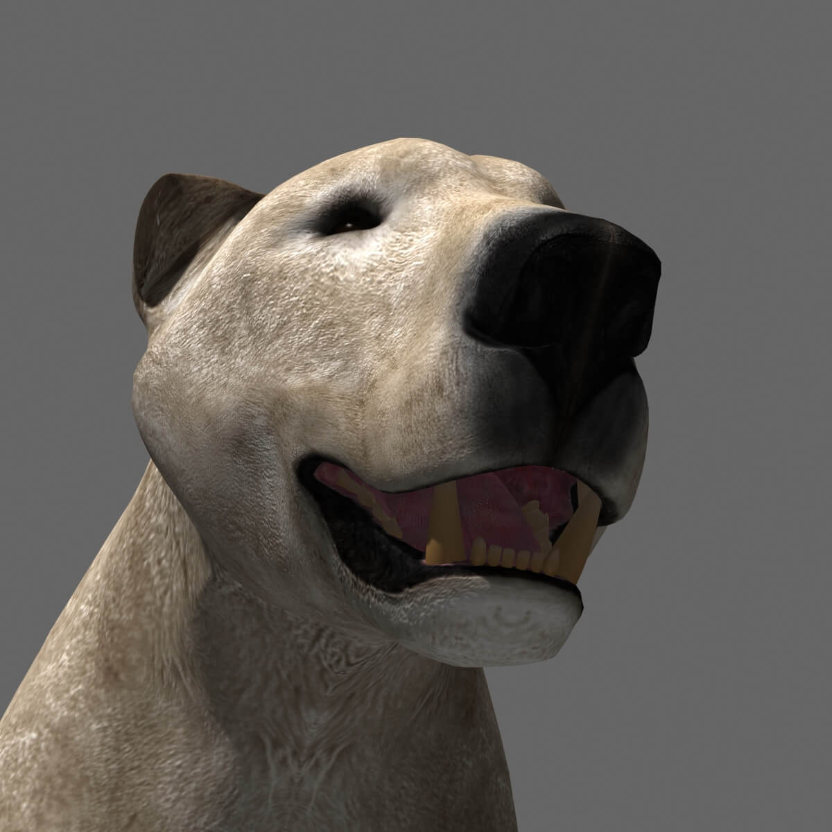 Farm and Forest Animal Pack - 3D Model by Virtual creator